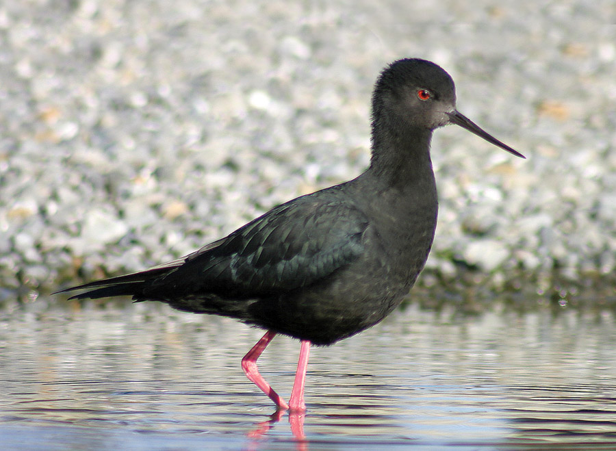 Kaki habitat protection work increases breeding numbers to never seen ...